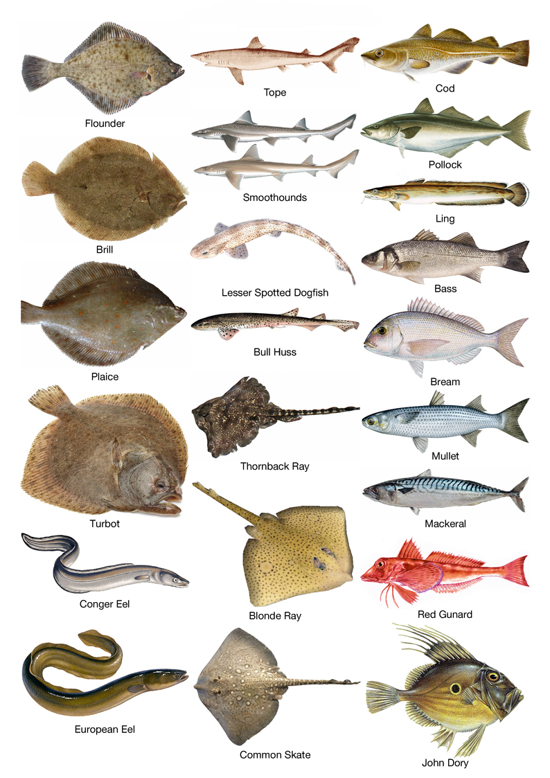 Poole Fishing | Cobb's Quay Berth Holders Association